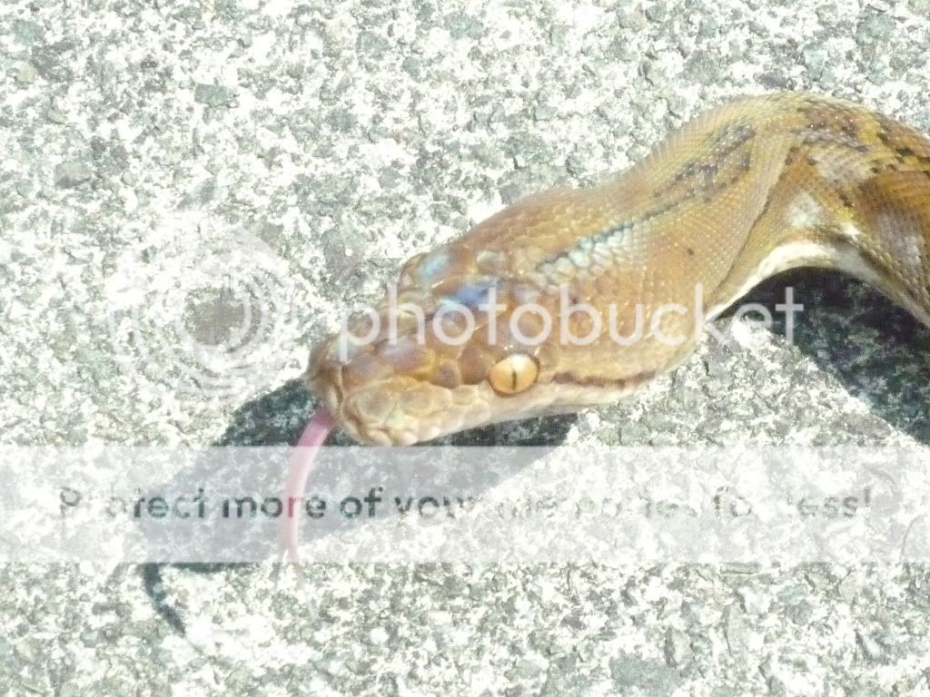 NW England - Jampea dwarf retic male CB10 | Reptile Forums