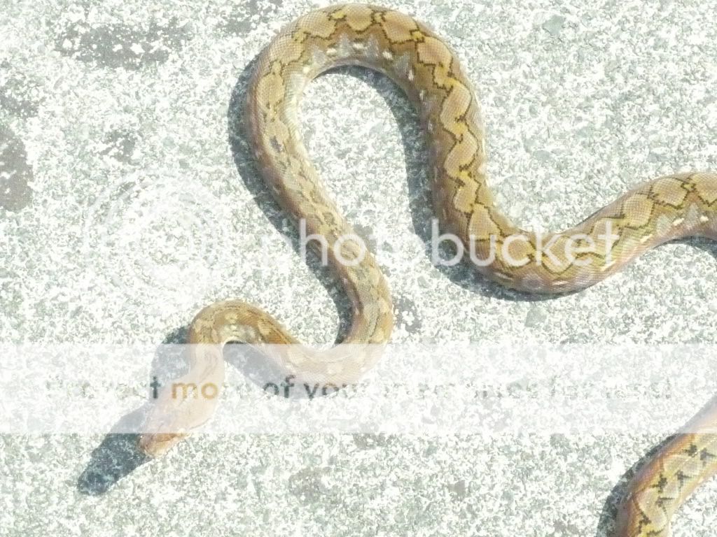 NW England - Jampea dwarf retic male CB10 | Reptile Forums