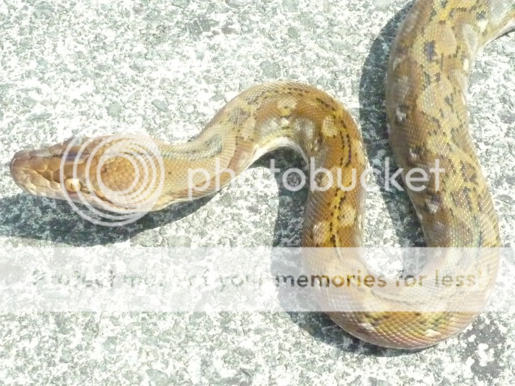 NW England - Jampea dwarf retic male CB10 | Reptile Forums