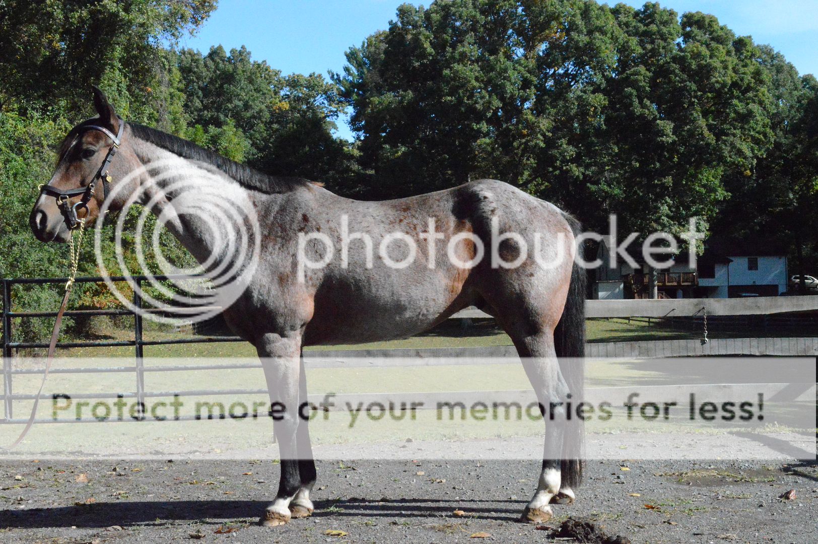 Low level dressage prospect? - Dressage - Chronicle Forums